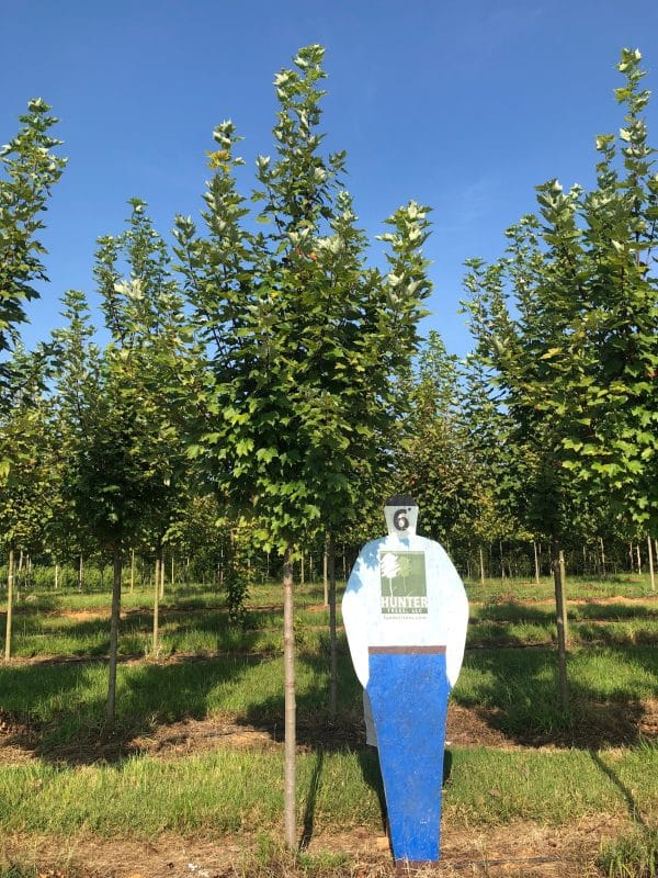 Brandywine Red Maple 2" - Hunter Trees, LLC