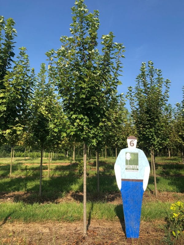 Brandywine Red Maple 2.5" - Hunter Trees, LLC