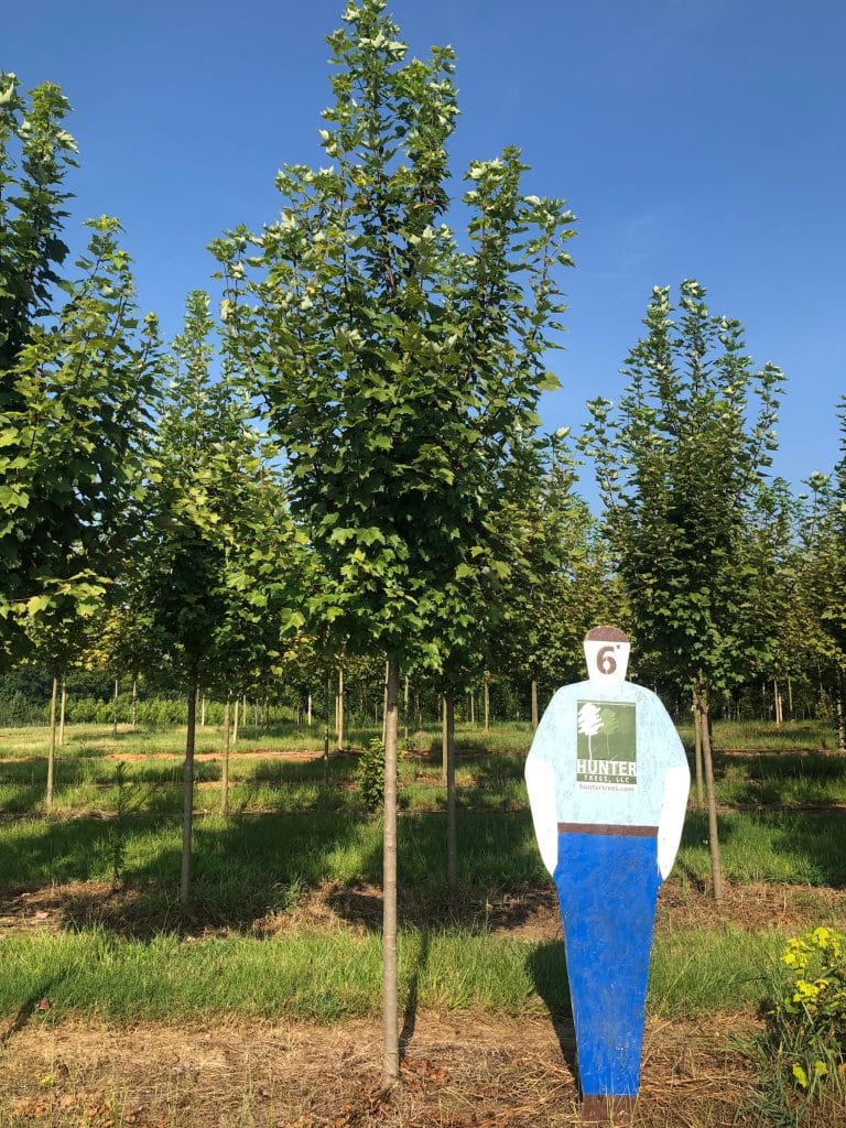 Brandywine Red Maple 2.5" - Hunter Trees, LLC