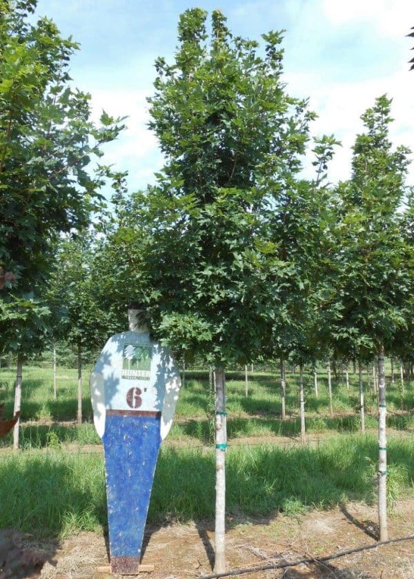 Legacy® Sugar Maple 2.5" - Hunter Trees, LLC
