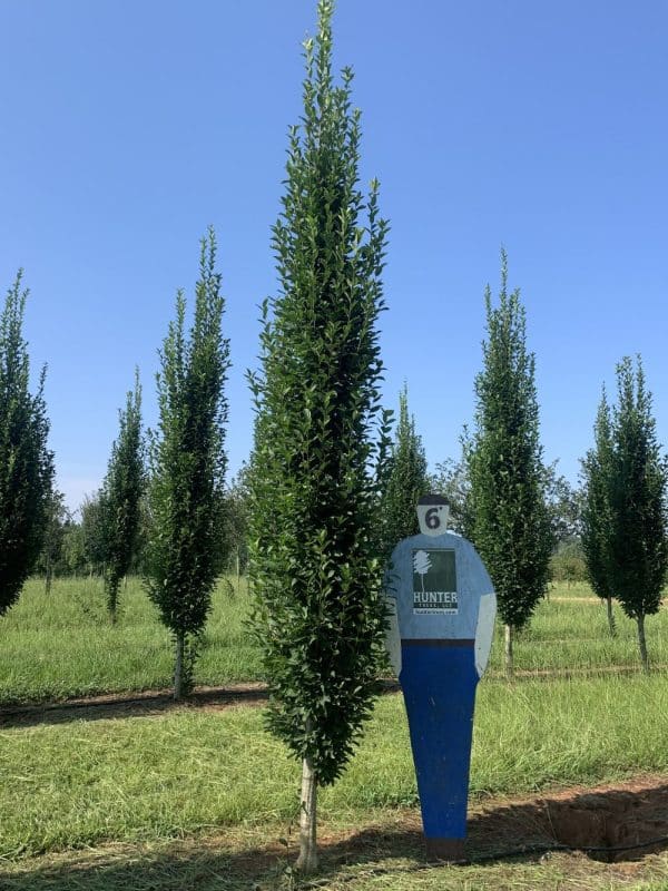 Fastigiate European Hornbeam 2.5