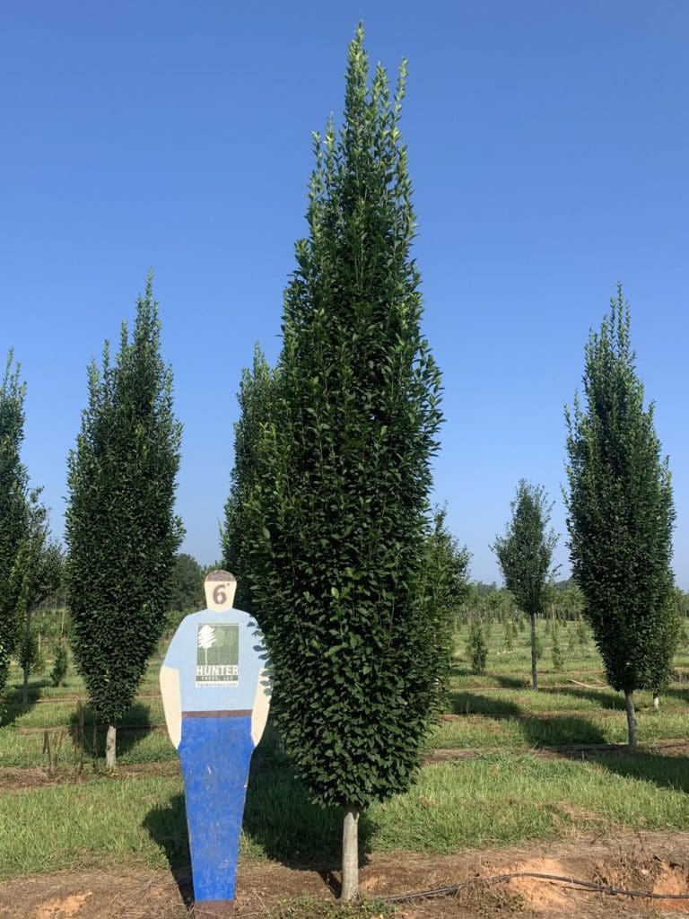 Fastigiate European Hornbeam 3.5