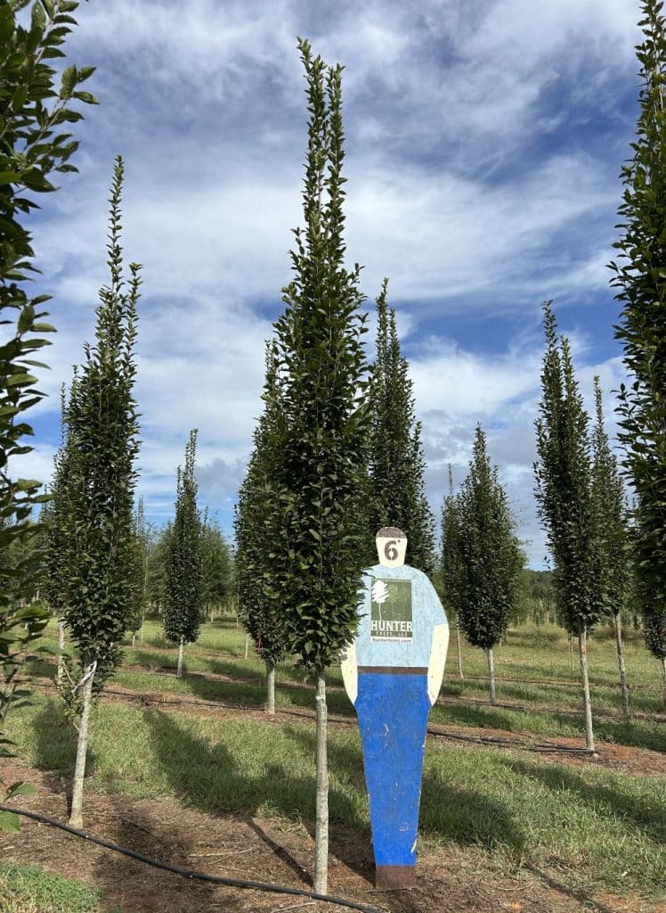 Fastigiate European Hornbeam 2" HB - Hunter Trees, LLC