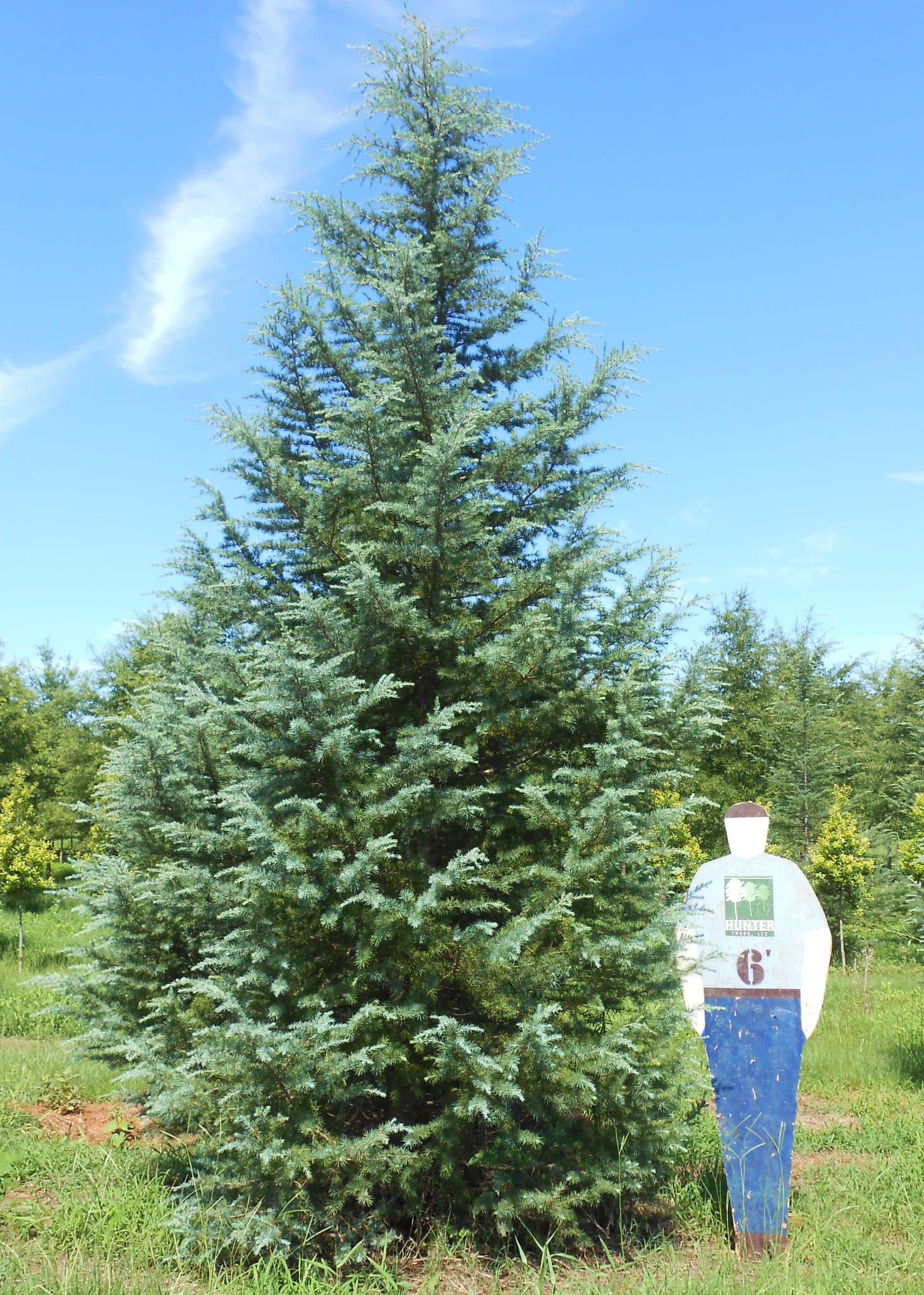 Patti Faye Deodar Cedar