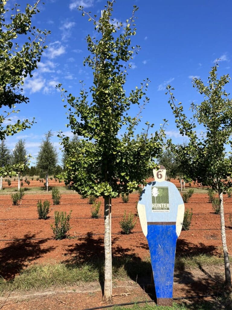 Golden Colonnade® Gingko 3.5" - Hunter Trees, LLC