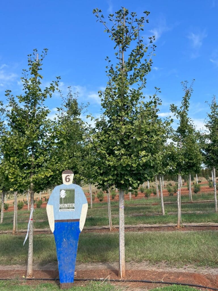 Golden Colonnade® Gingko 4" - Hunter Trees, LLC