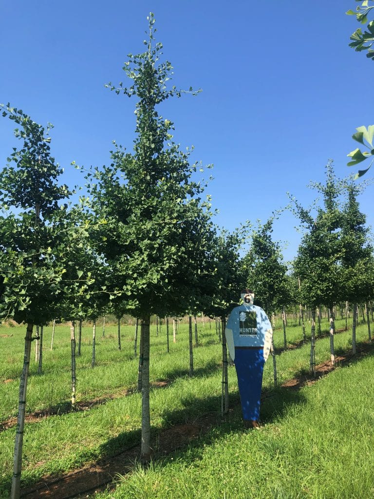 Seedling Gingko 3.5" - Hunter Trees, LLC