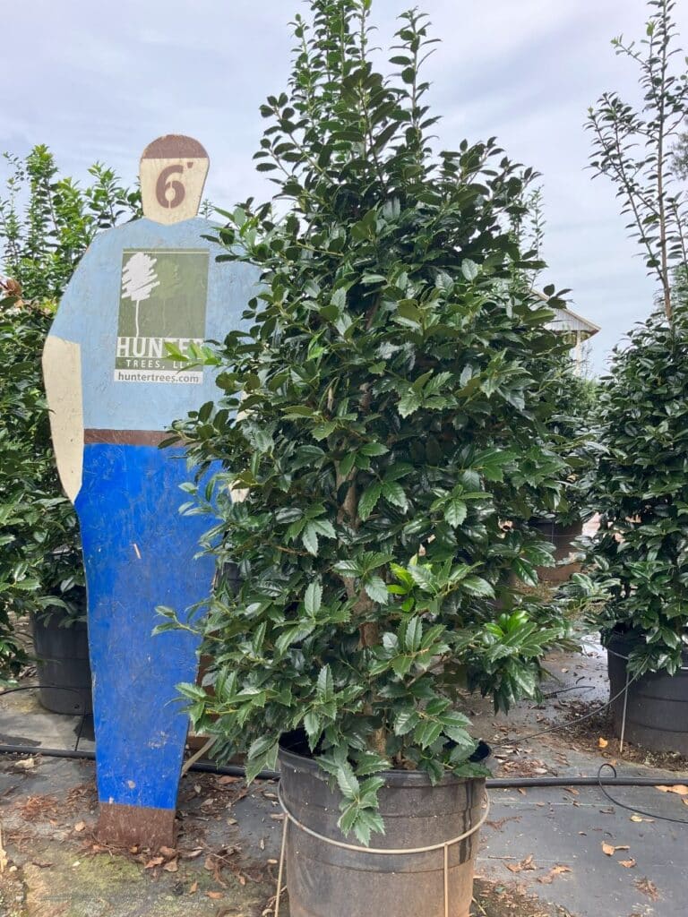 Mary Nell Holly 15 gal - Hunter Trees, LLC