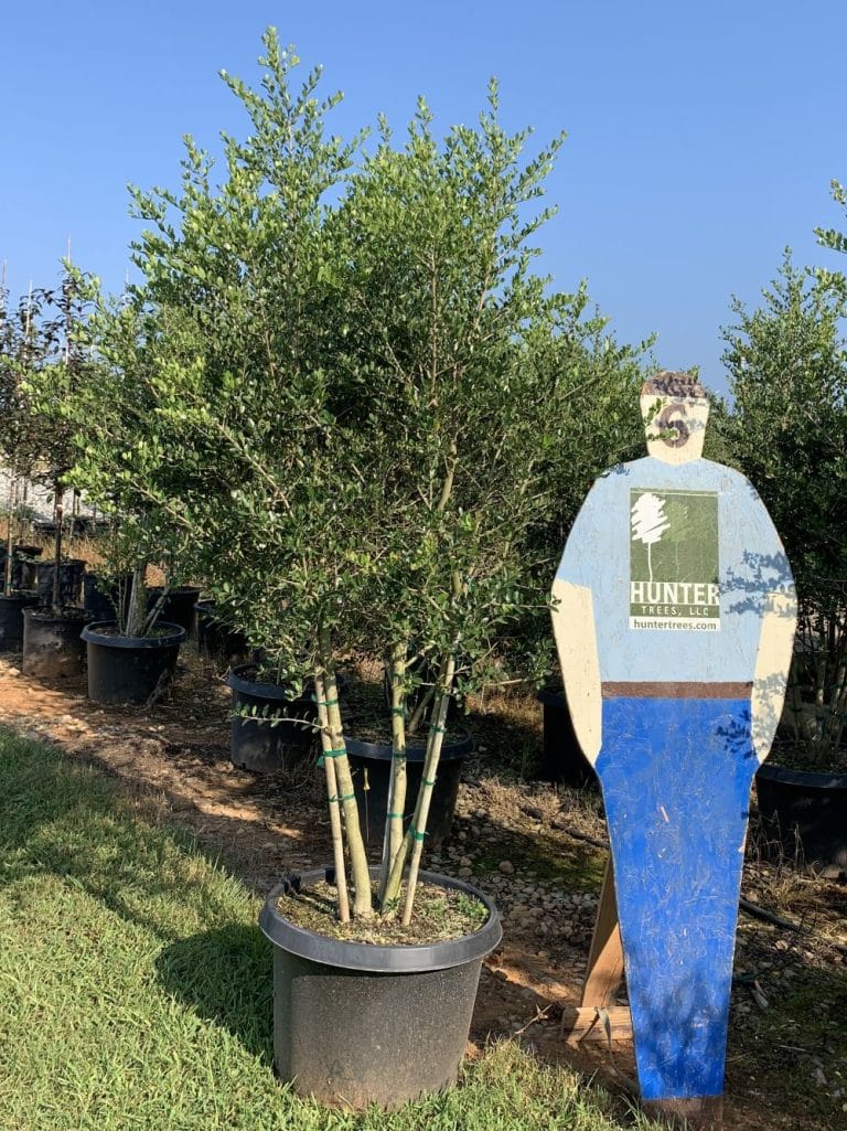 Hoskin Shadow Yaupon Holly 25 gal - Hunter Trees, LLC