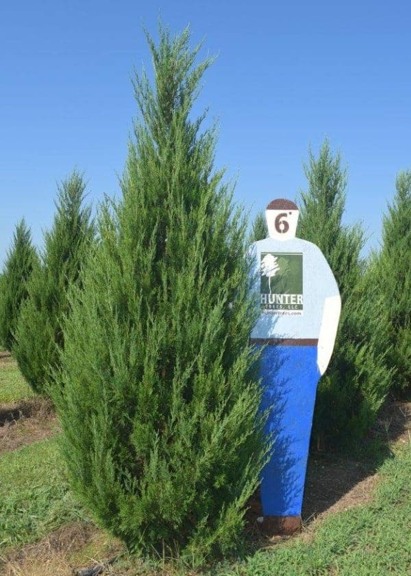 Brodie Red Cedar 8' - Hunter Trees, LLC