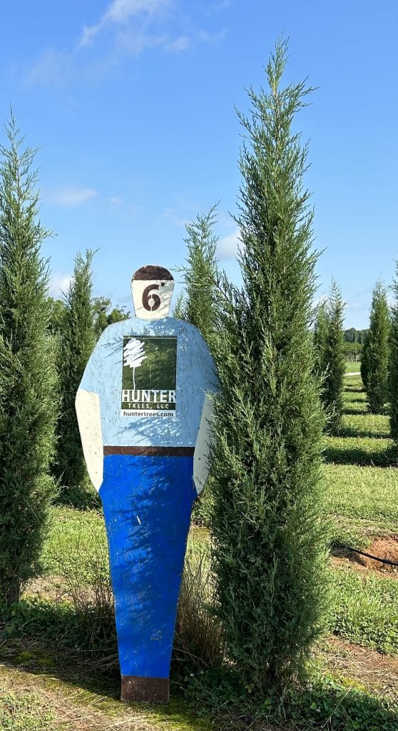 Taylor Juniper 8' - Hunter Trees, LLC