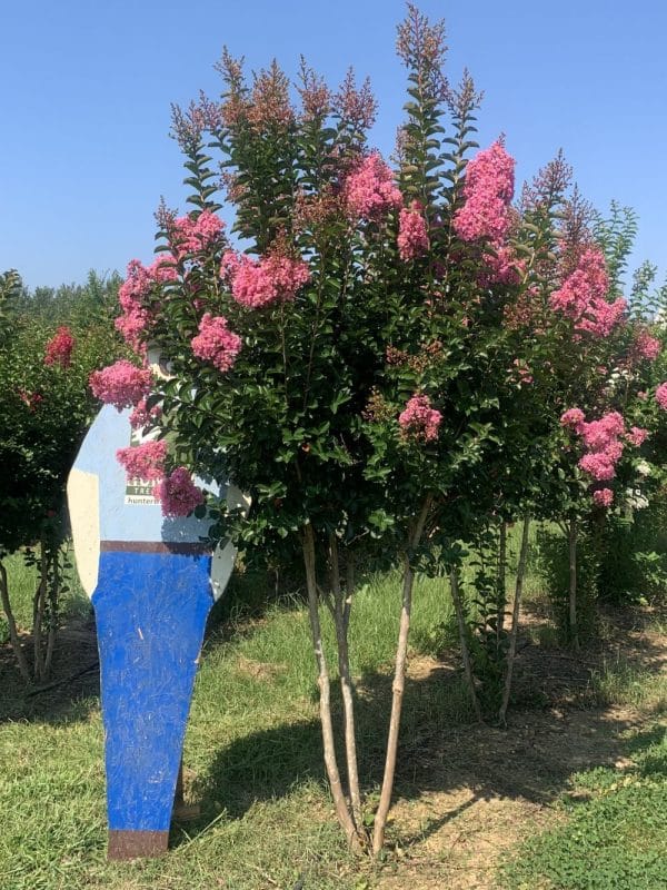 Sioux Crape Myrtle 6-8' MT - Hunter Trees, LLC