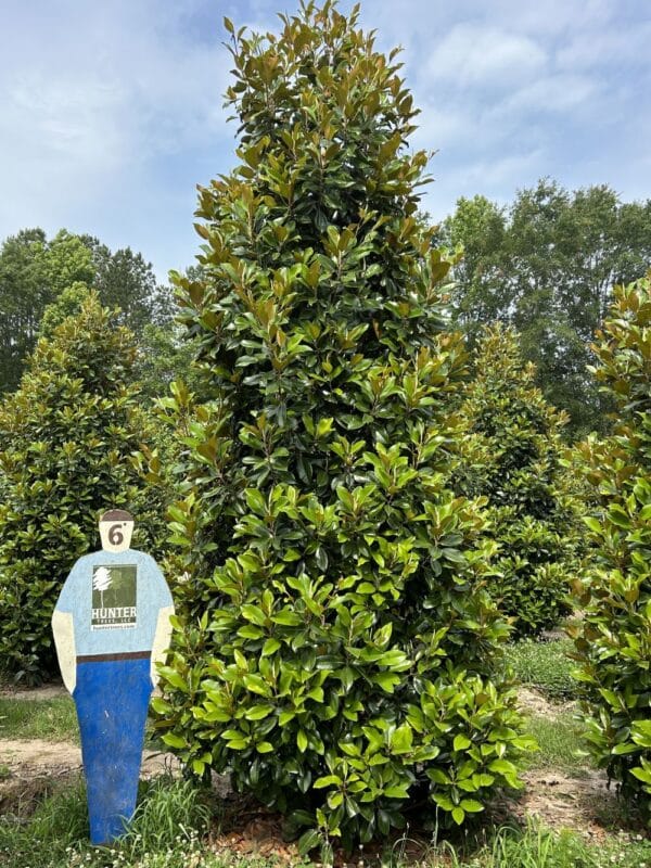 Claudia Wannamaker Magnolia 16' - Hunter Trees, LLC