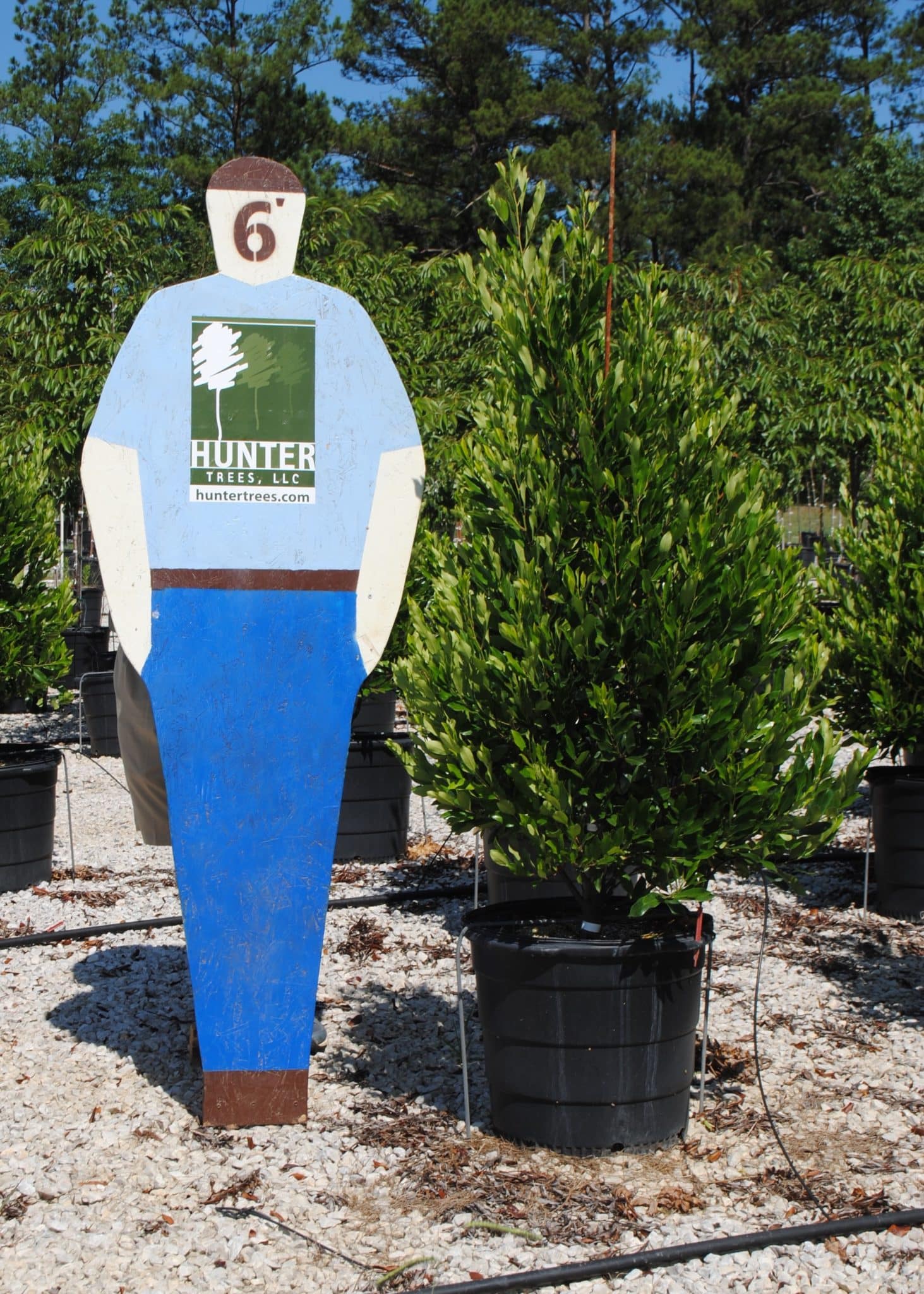 Hunter Cherry Laurel 15 Gal Hunter Trees Llc