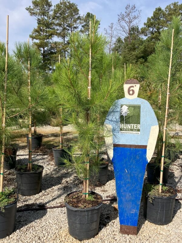 Loblolly Pine 15 gal - Hunter Trees, LLC