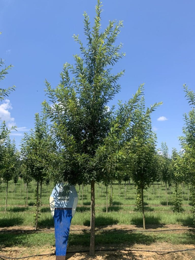 Sawtooth Oak 3.5" - Hunter Trees, LLC