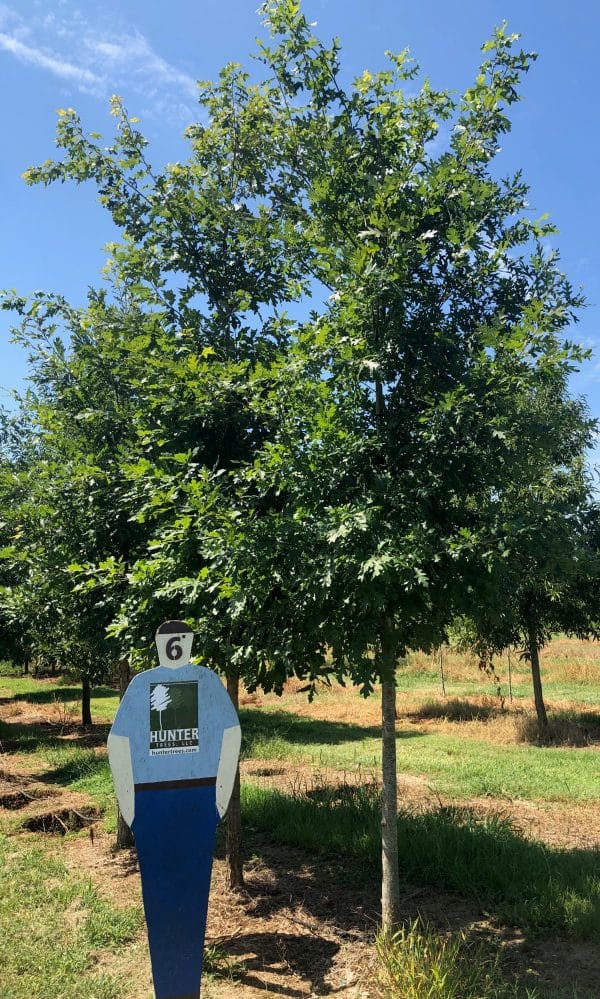 White Oak 3.5" - Hunter Trees, LLC