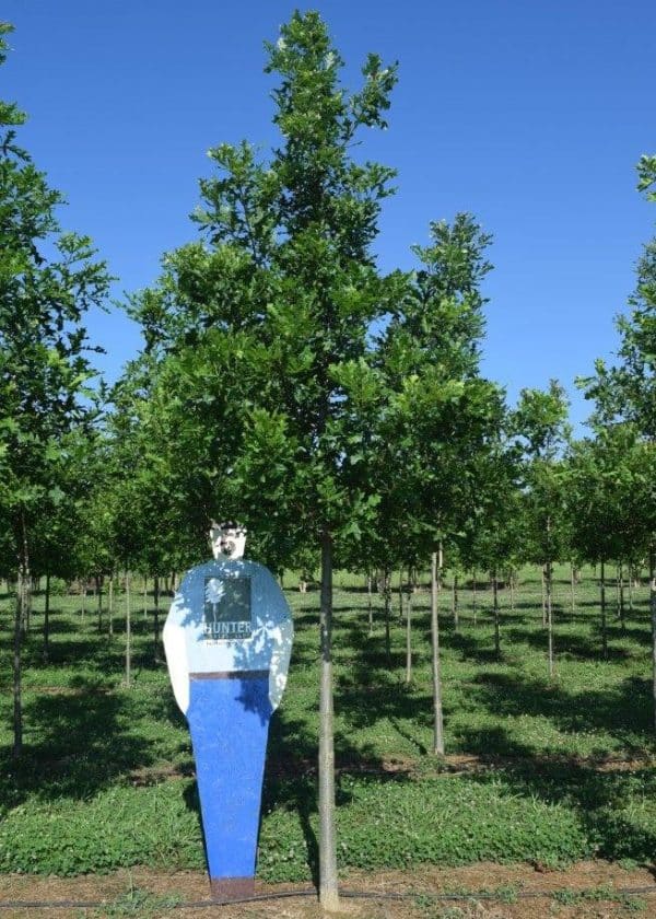 Overcup Oak 2.5" - Hunter Trees, LLC