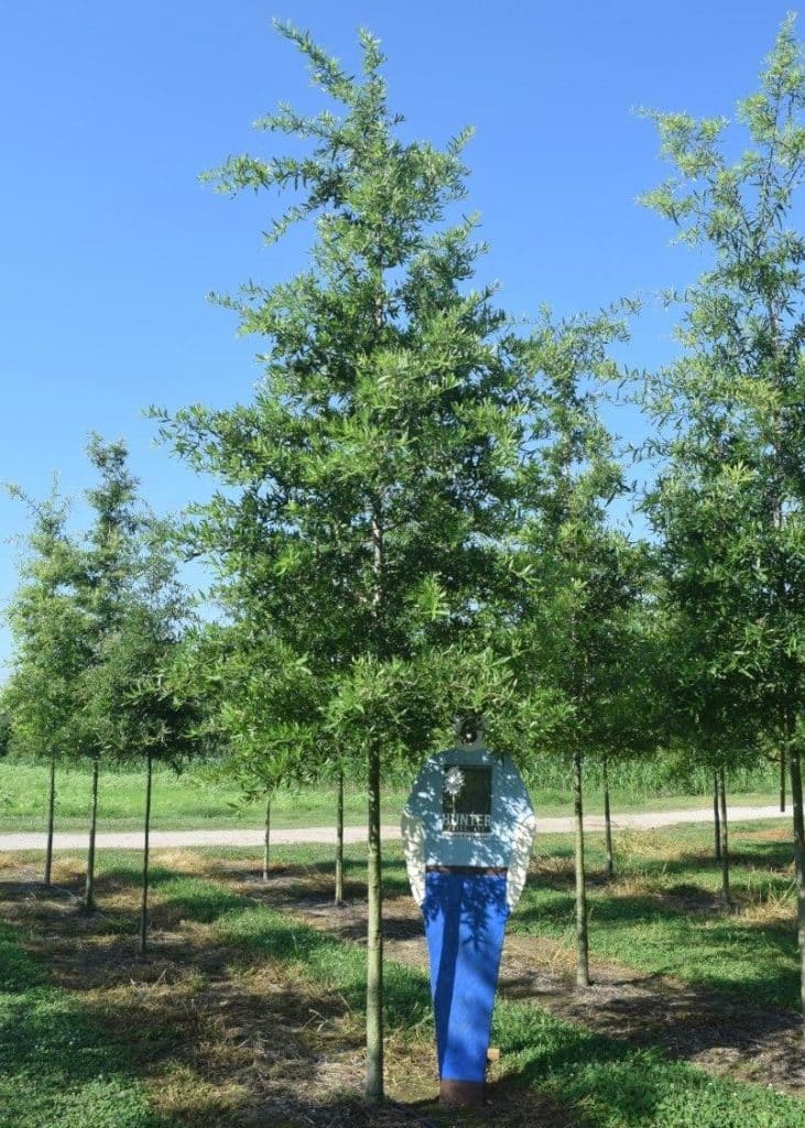 Willow Oak 3" - Hunter Trees, LLC