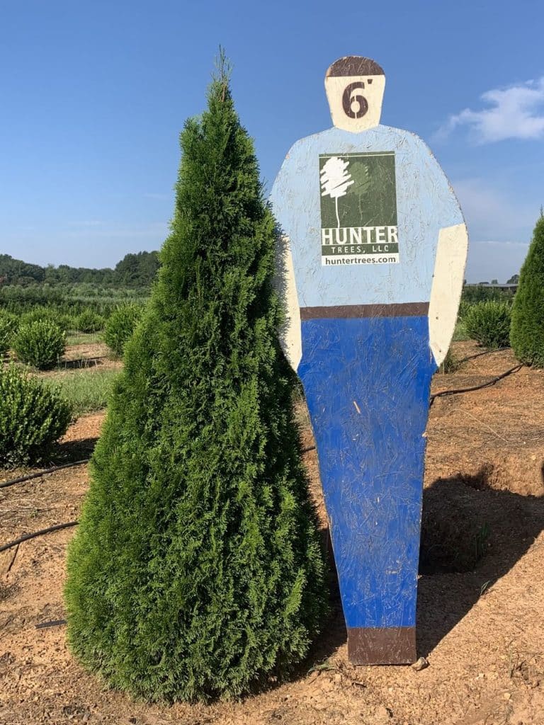 Emerald Green Arborvitae 5' - Hunter Trees, LLC