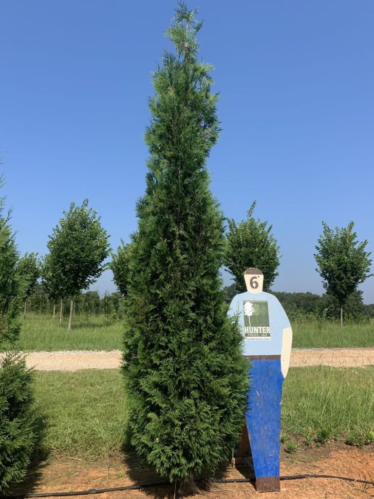 Hetz Wintergreen Arborvitae 12' - Hunter Trees, LLC