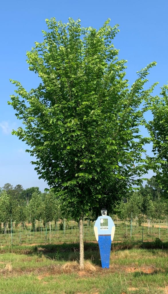 Princeton Elm 5" - Hunter Trees, LLC