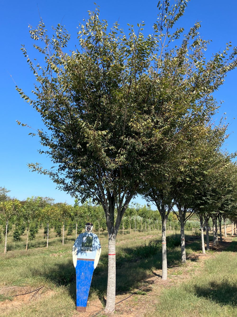 Zelkova serrata 'Green Vase' Archives - Hunter Trees, LLC