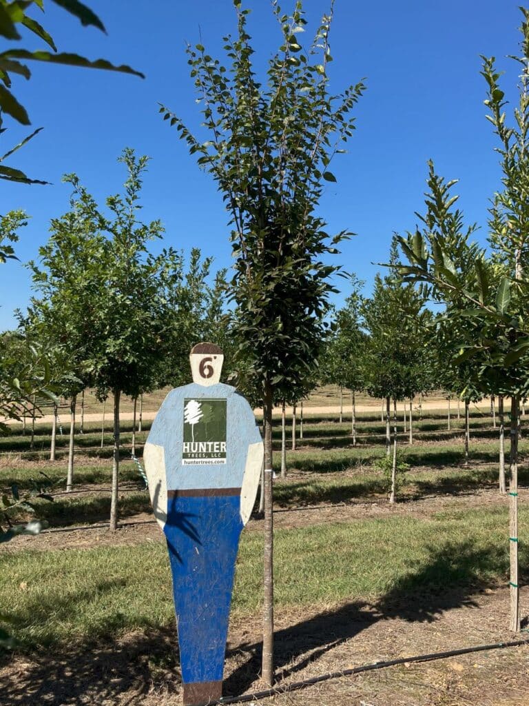 Musashino Zelkova 2" - Hunter Trees, LLC
